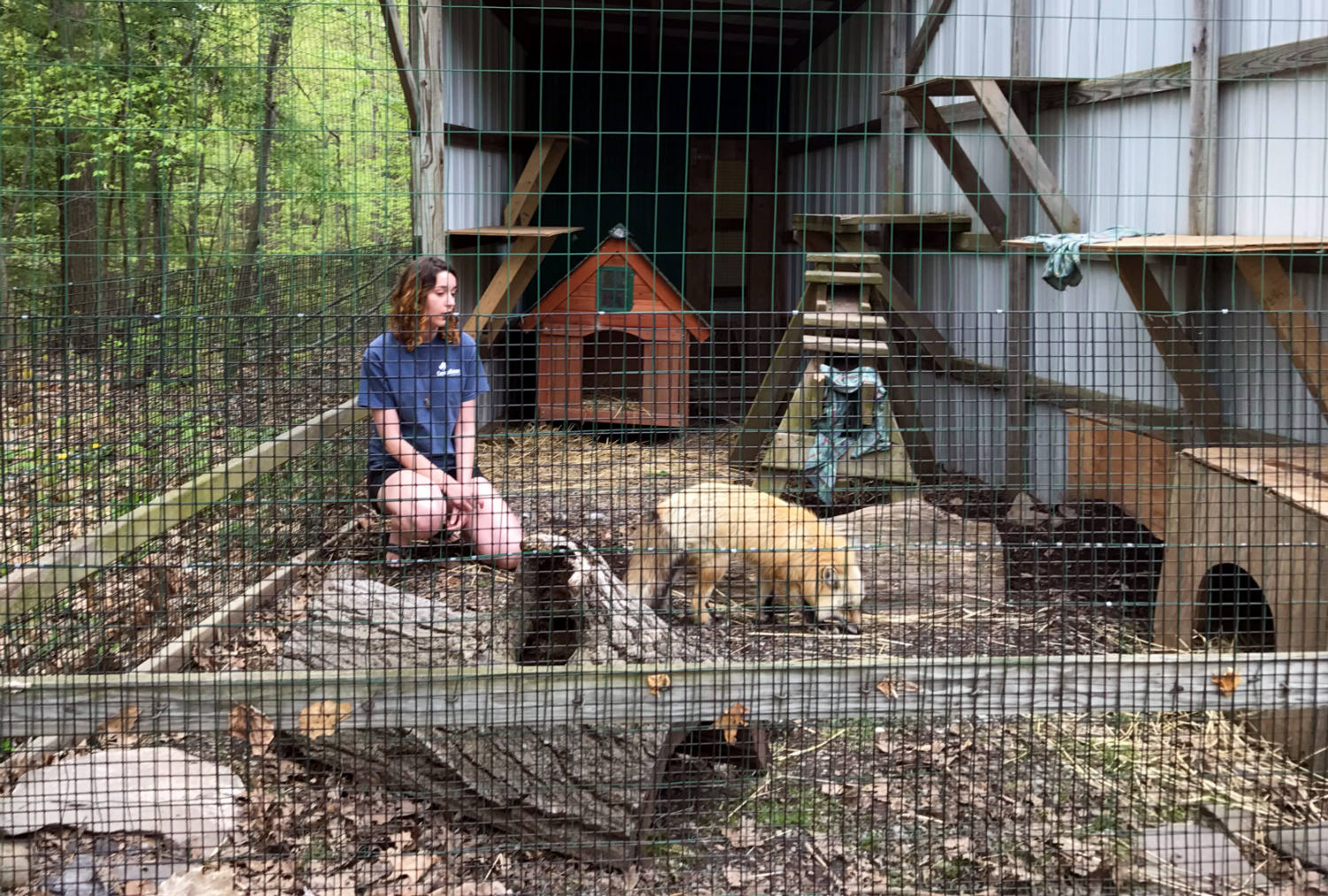 Climbing a Six-Story Treehouse in Ithaca - Exploring Upstate