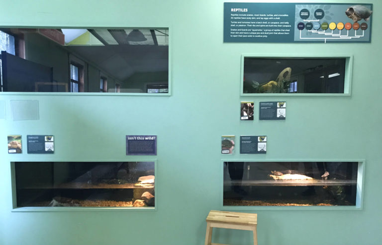 Climbing a Six-Story Treehouse in Ithaca - Exploring Upstate