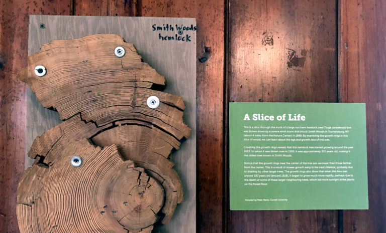 Climbing a Six-Story Treehouse in Ithaca - Exploring Upstate