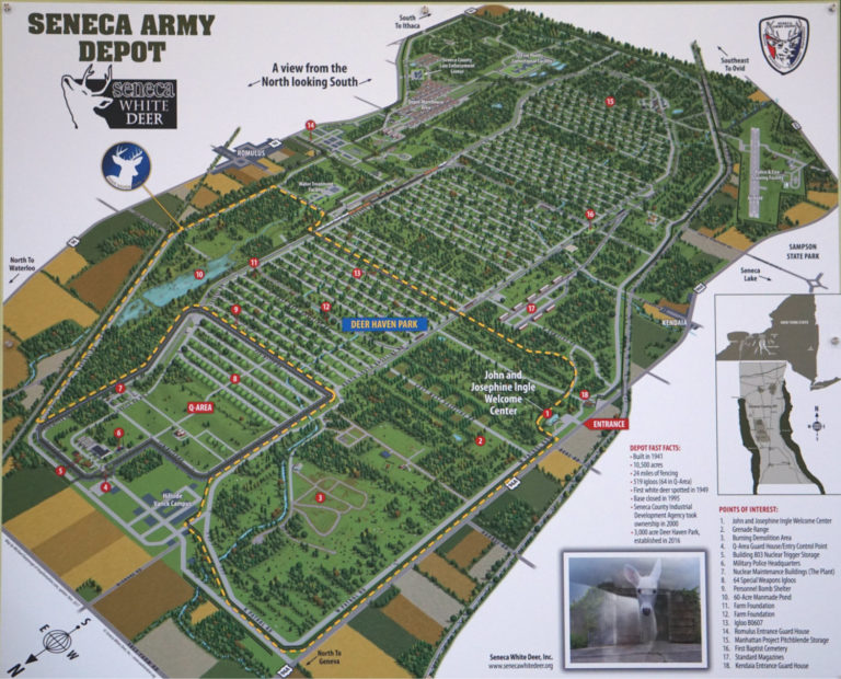 How to See the Seneca White Deer in the Finger Lakes - Exploring Upstate