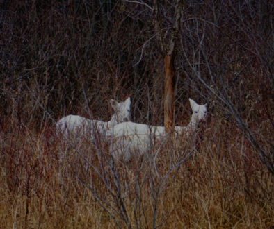 Hydesville Memorial Park and the Fox Sisters - Newark, NY