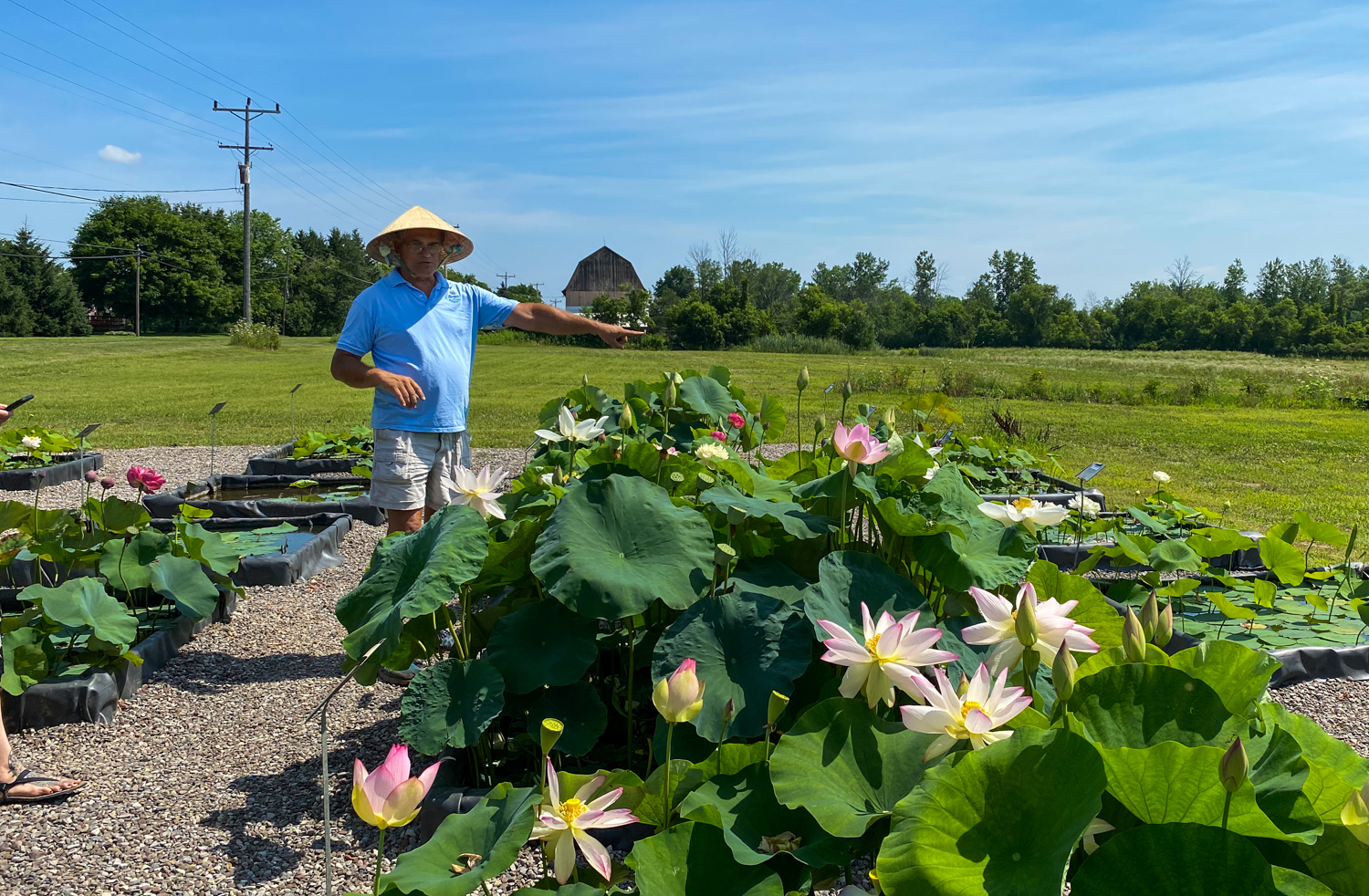 Bergen Water Gardens and lots of Lotus Flowers - Exploring Upstate